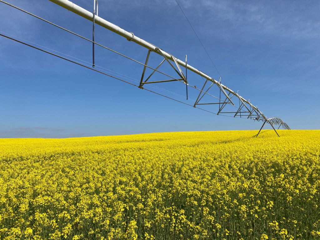 Colza, un cultivo para conocer | Anove BLOG